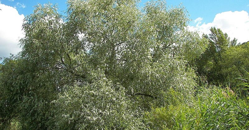 Variety of Life: Salix
