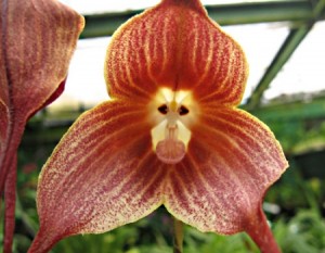 Orquídea Cara de Mono (Dracula simia)