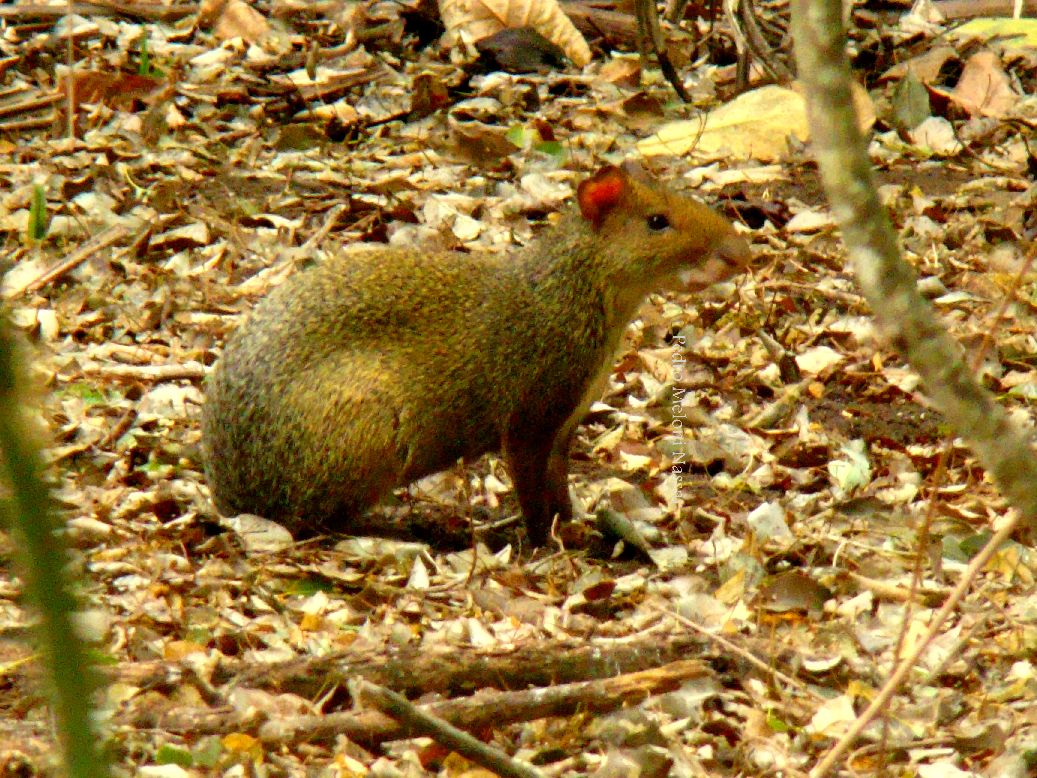 Fauna Brasileira: cotia
