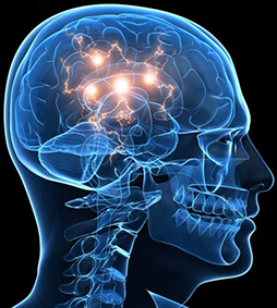 El Cerebro de Niños y Adolescentes: Reproducen Digitalmente por Primera ...