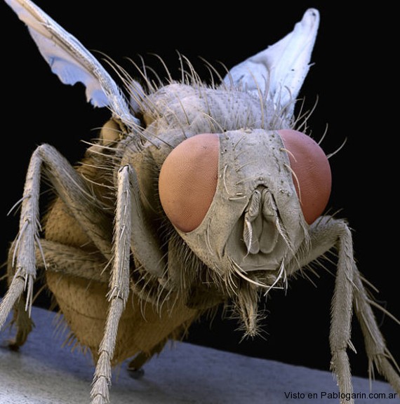 Microscopio: MOSCA DOMESTICA COMUN