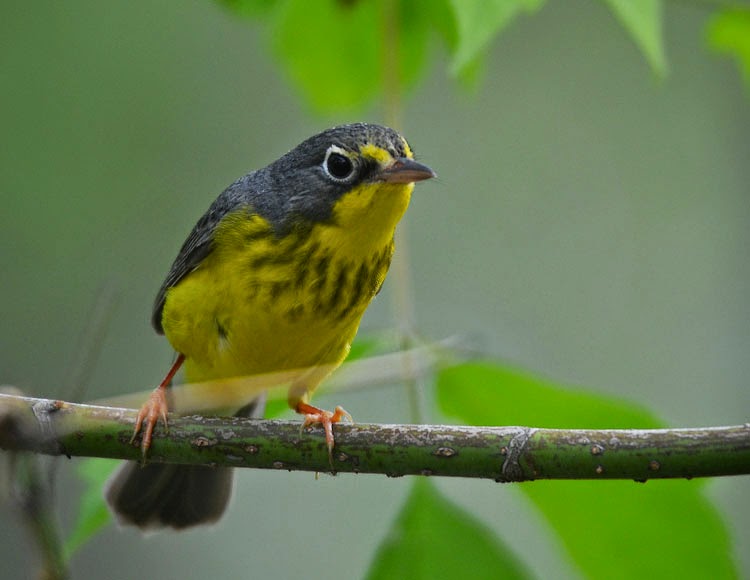 Red and the Peanut: Canada Warbler at Magee Marsh
