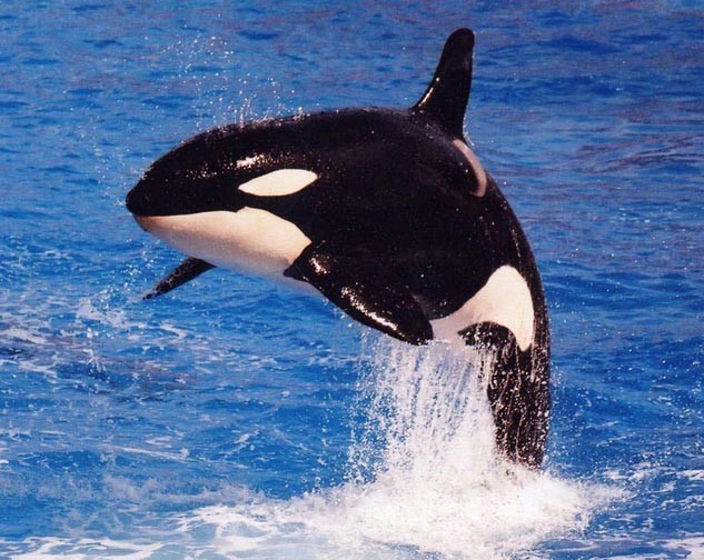 IMÁGENES Y FOTOS DE ANIMALES: Orca