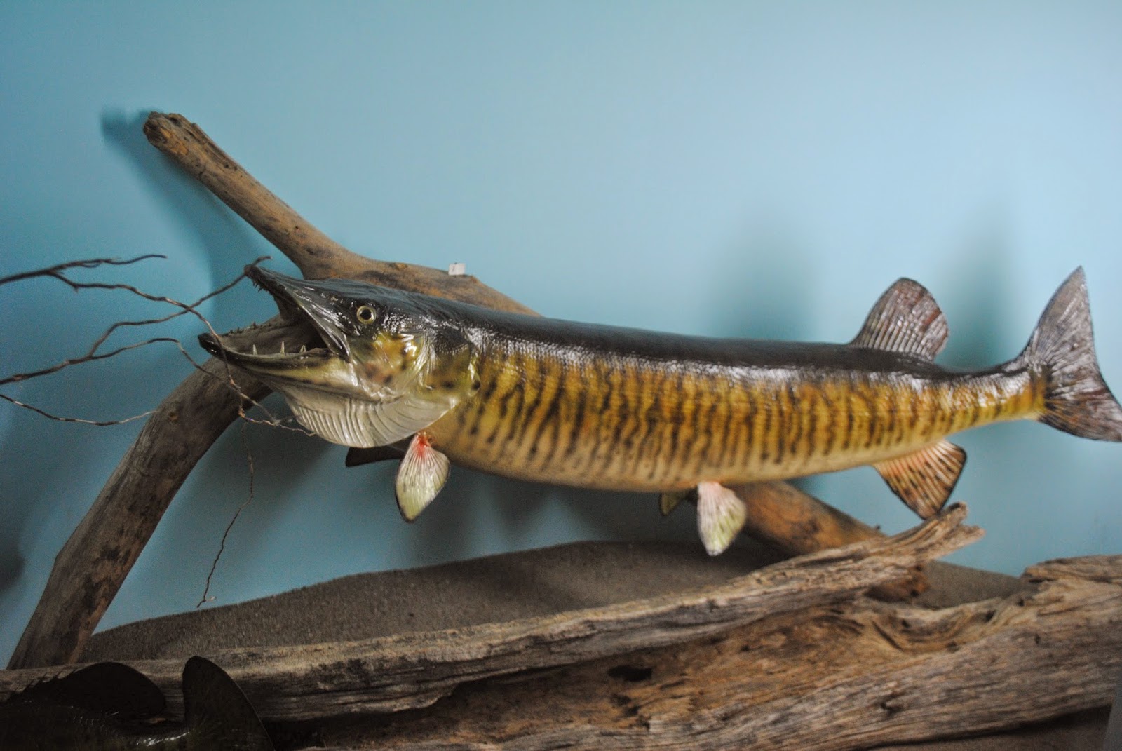 The Carpetbagger: Mammoth Cave Wildlife Museum