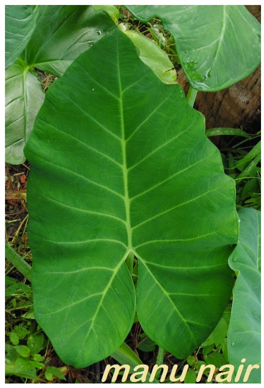 papanasini: CHEMBU ( ചേമ്പ് )