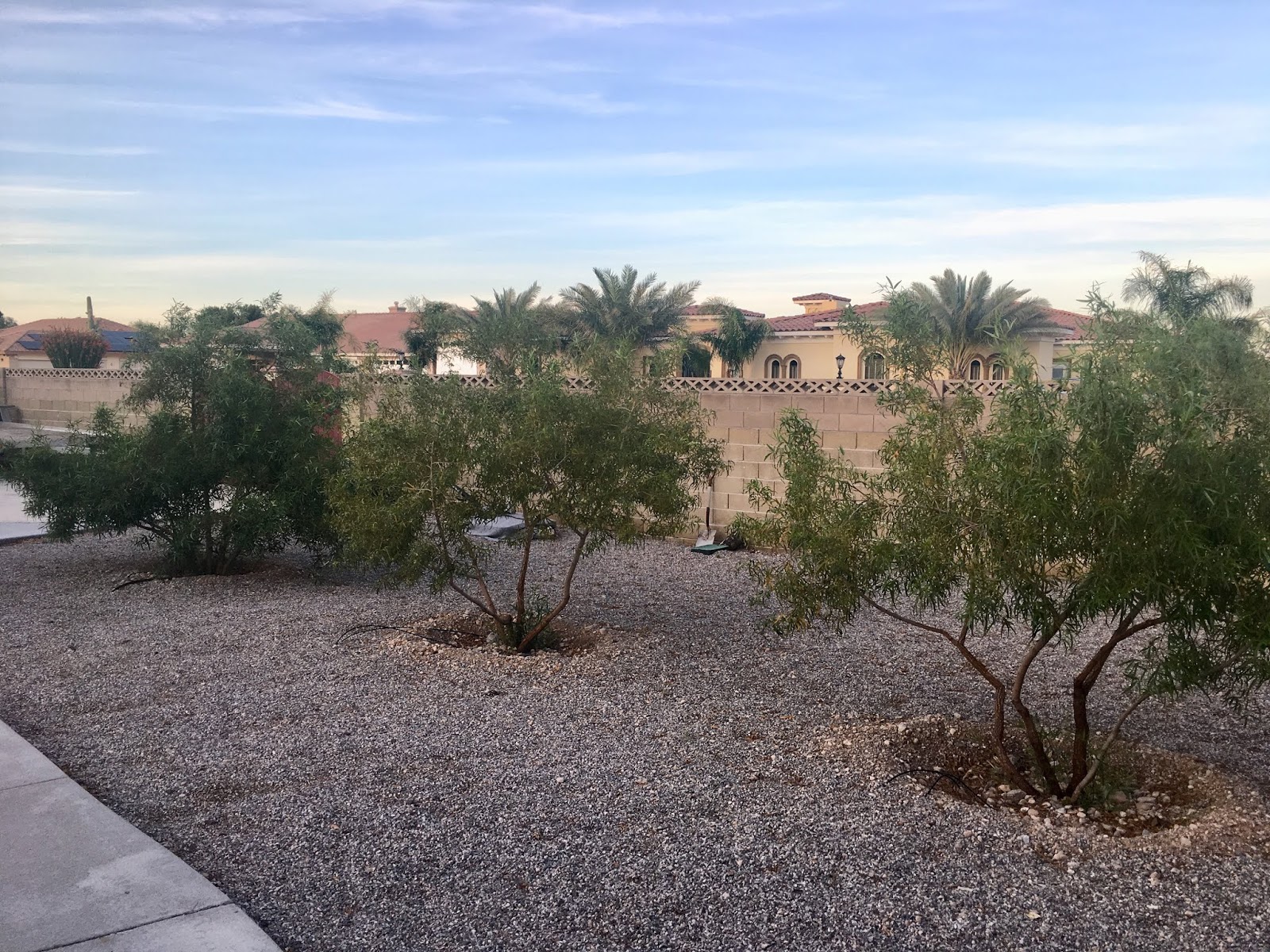 Xtremehorticulture of the Desert: Leaf Color in African Sumac Speaks ...