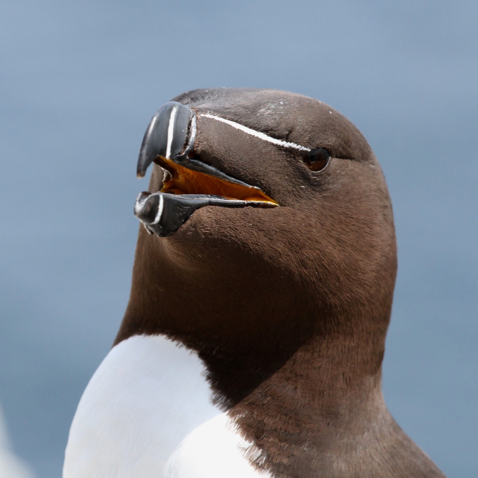 TrogTrogBlog: Bird of the week - Razorbill