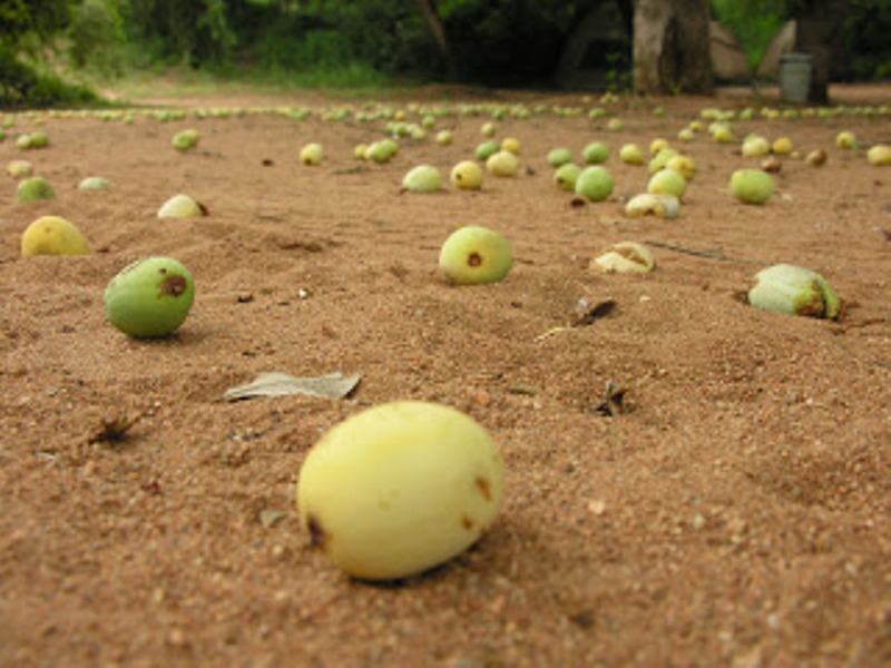 Número de Matrícula - 16429: As bebedeiras de canhú