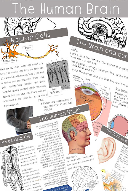 The Hermit Crabs Homeschool: Human Body Nervous System