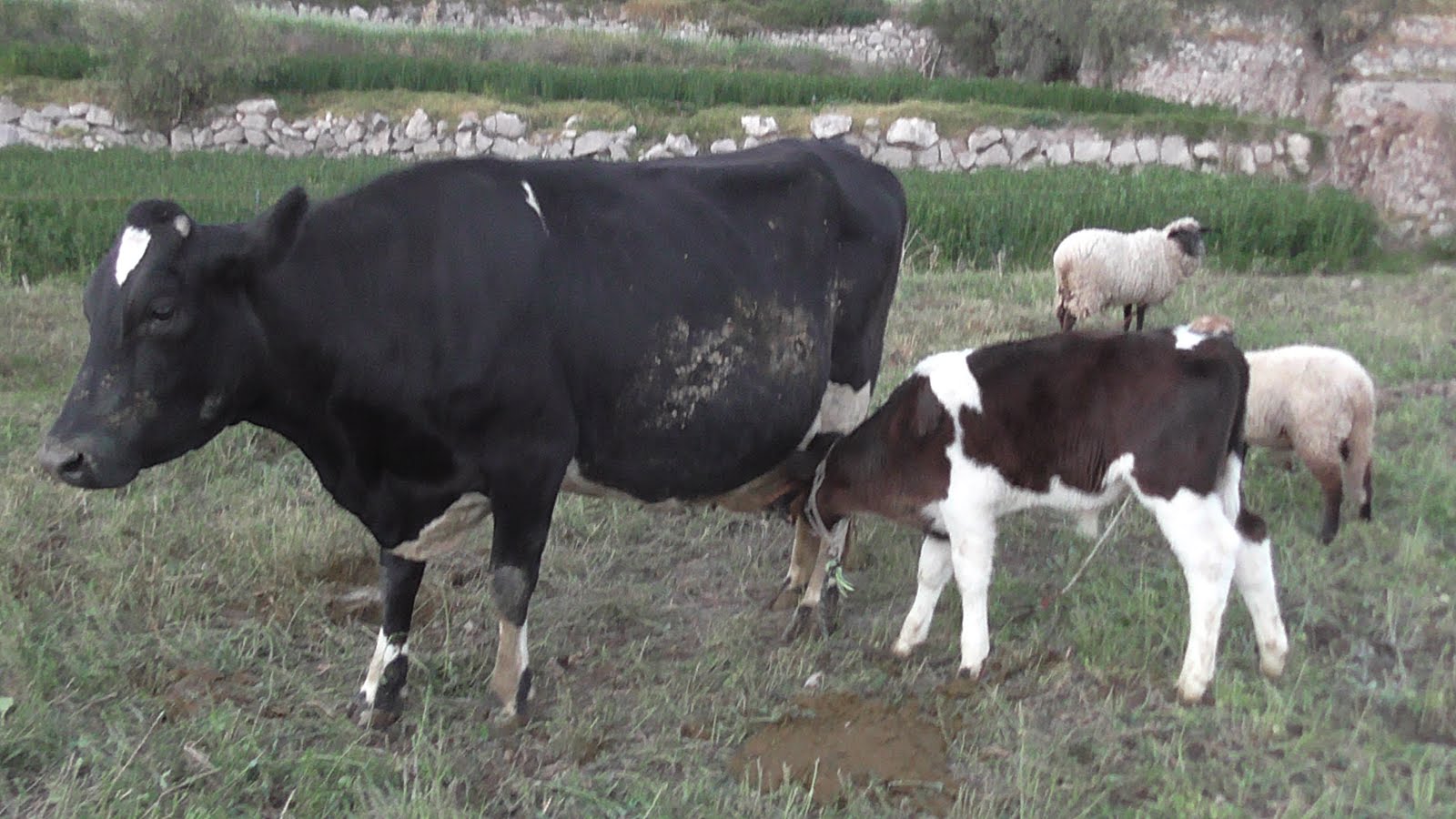 PLATOS TÍPICOS DE CHUQUIBAMBA