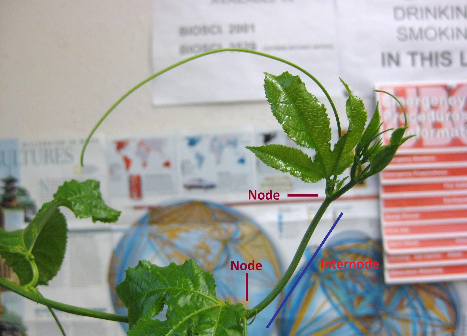 UBC Biology 210 Blog Lab 4 Stems Structure And Function UBC Biology 210 Blog Lab 4 Stems Structure And Function