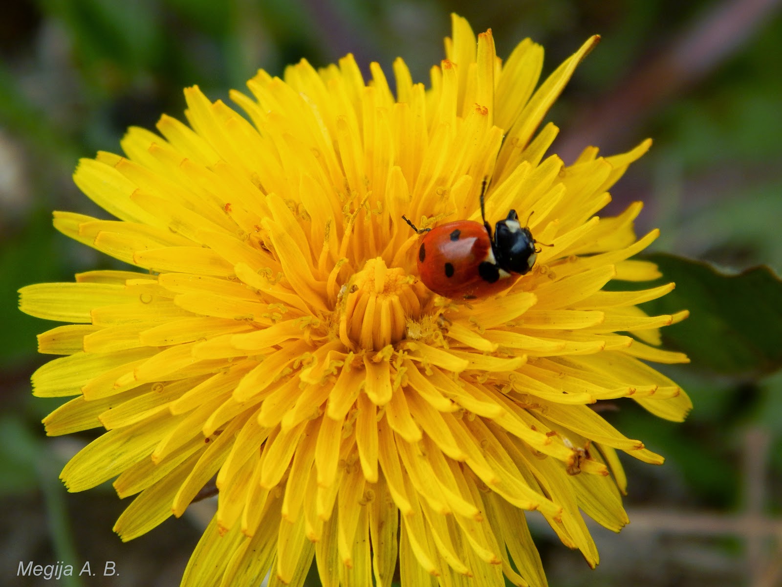 Mazliet..: Virs pienenes..