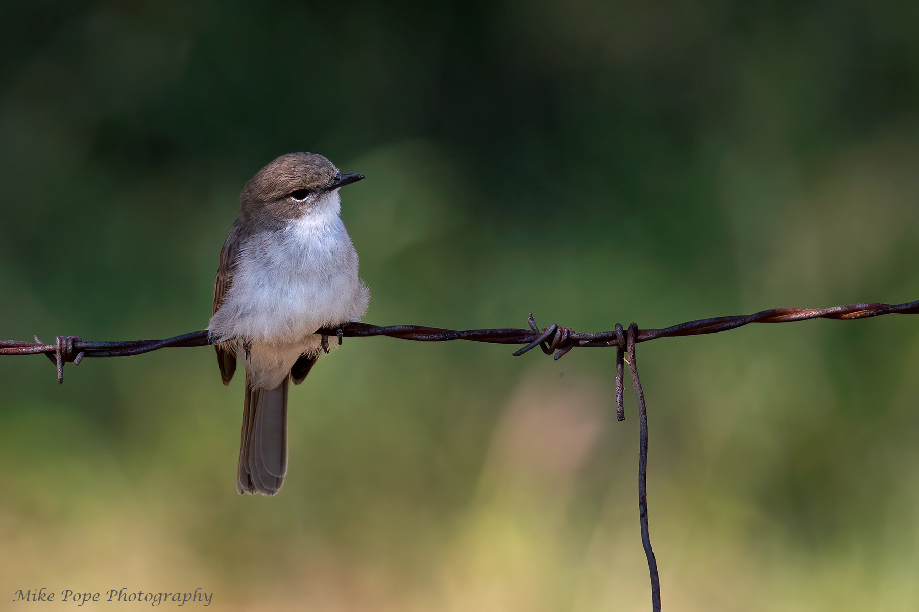 Birding | Photography | Adventure: Chasing skulkers