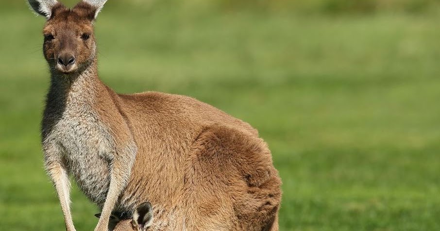 Wild Animal & Nature History: KANGAROO कंगारू