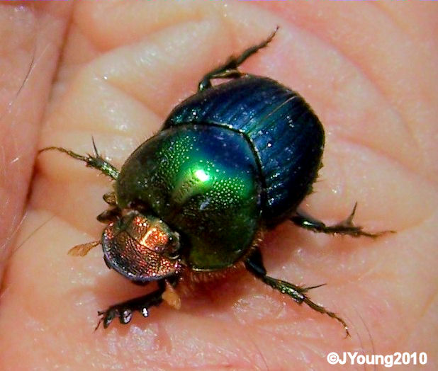South African Photographs: Dung Beetle (Proagoderus aureiceps)