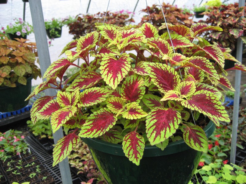 Coleus Arco-Íris Sortido