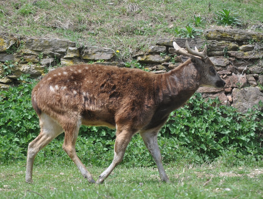 ZOOTOGRAFIANDO (6.100 ANIMALS): CIERVO MOTEADO DE FILIPINAS ...