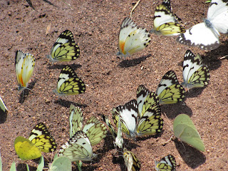 Dio Mass College Pilgrims: Starting the New Year With a Warthog ...
