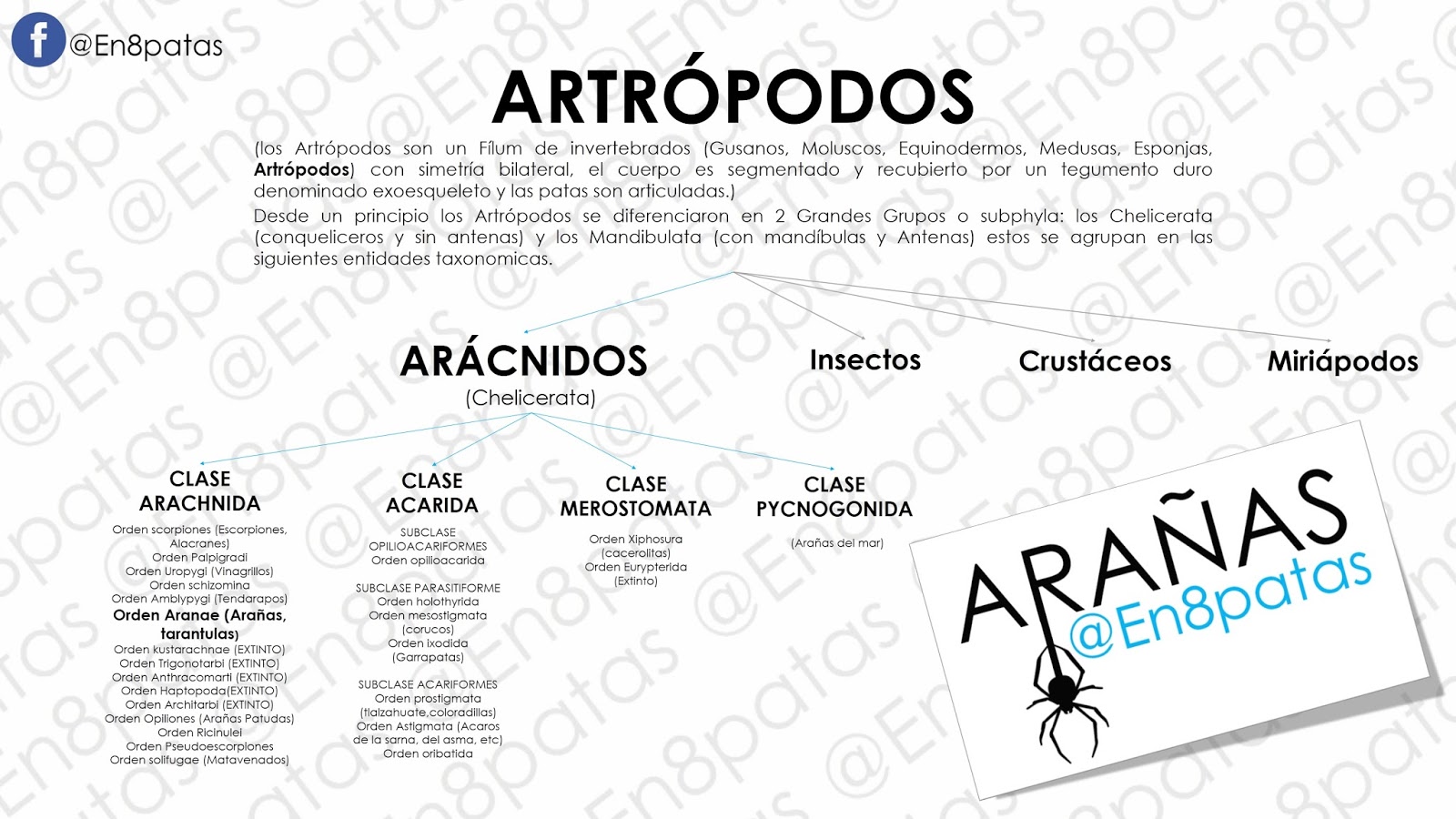 ¡Bienvenidos al mundo de los ARÁCNIDOS!