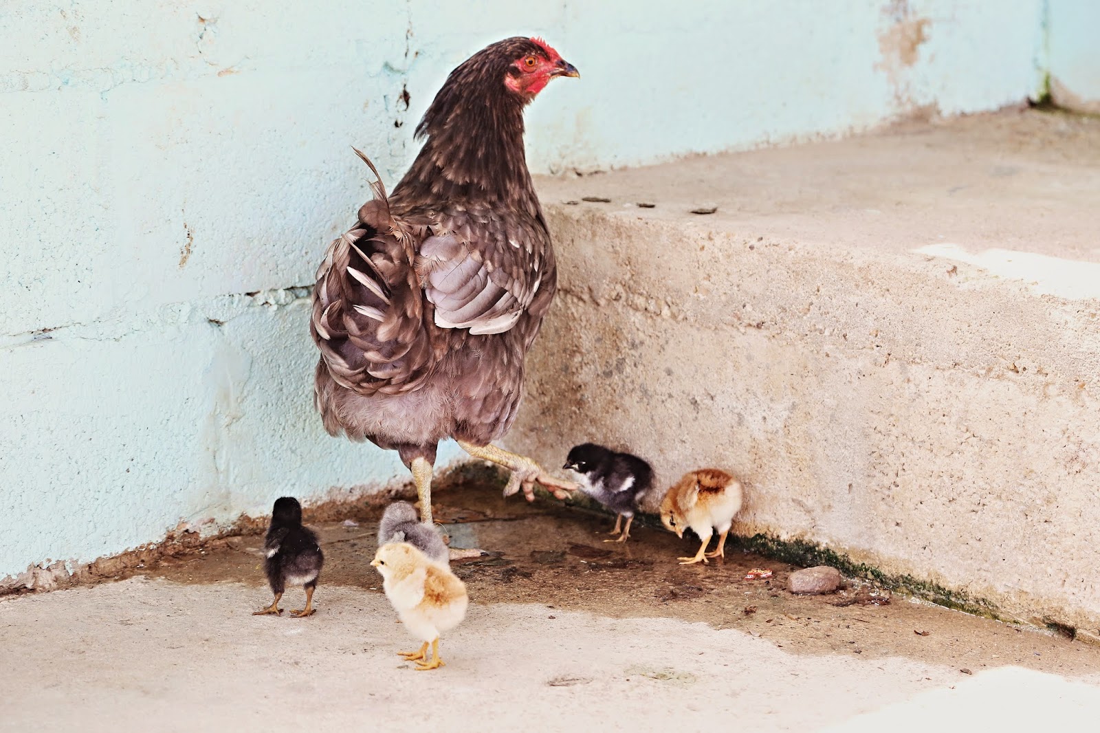 A Feathered Nest: Belize - Part 1