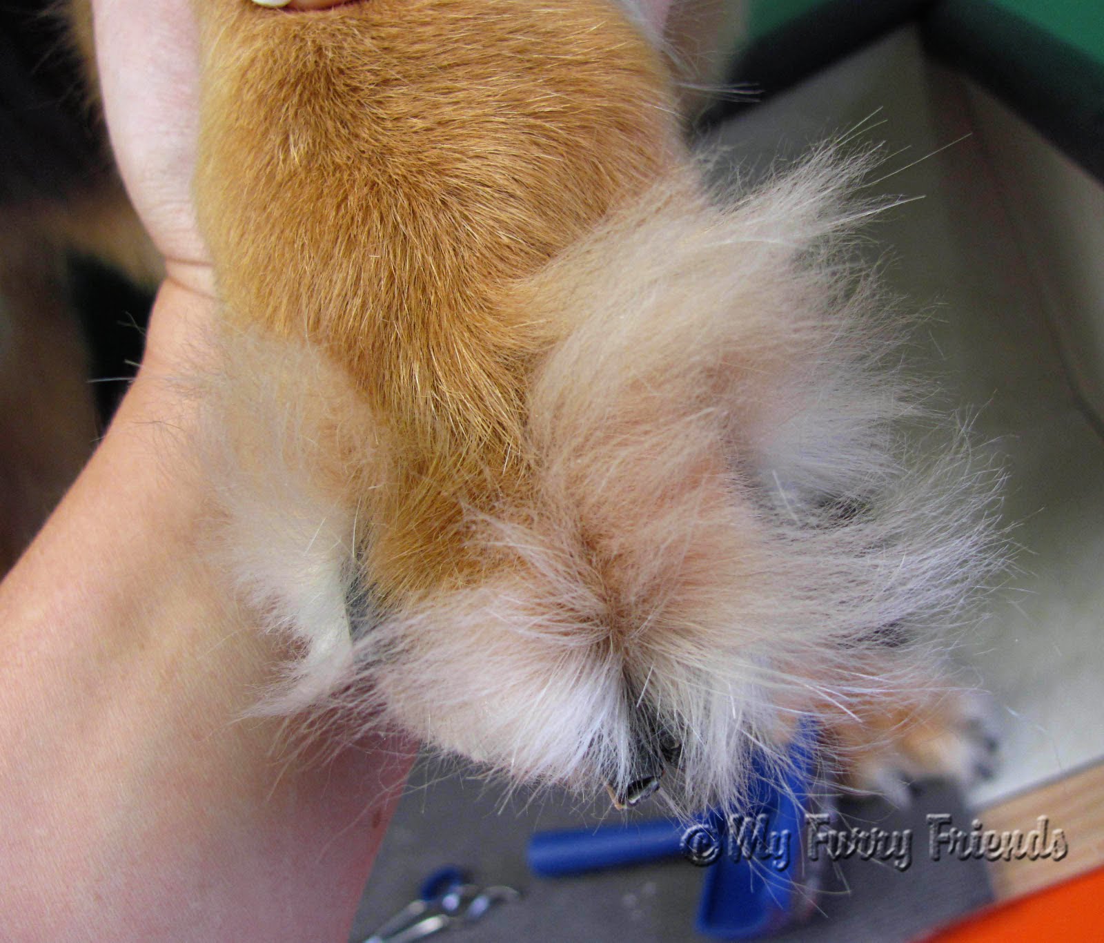 Pet Grooming: The Good, The Bad, & The Furry: Grooming a Shepard Mix