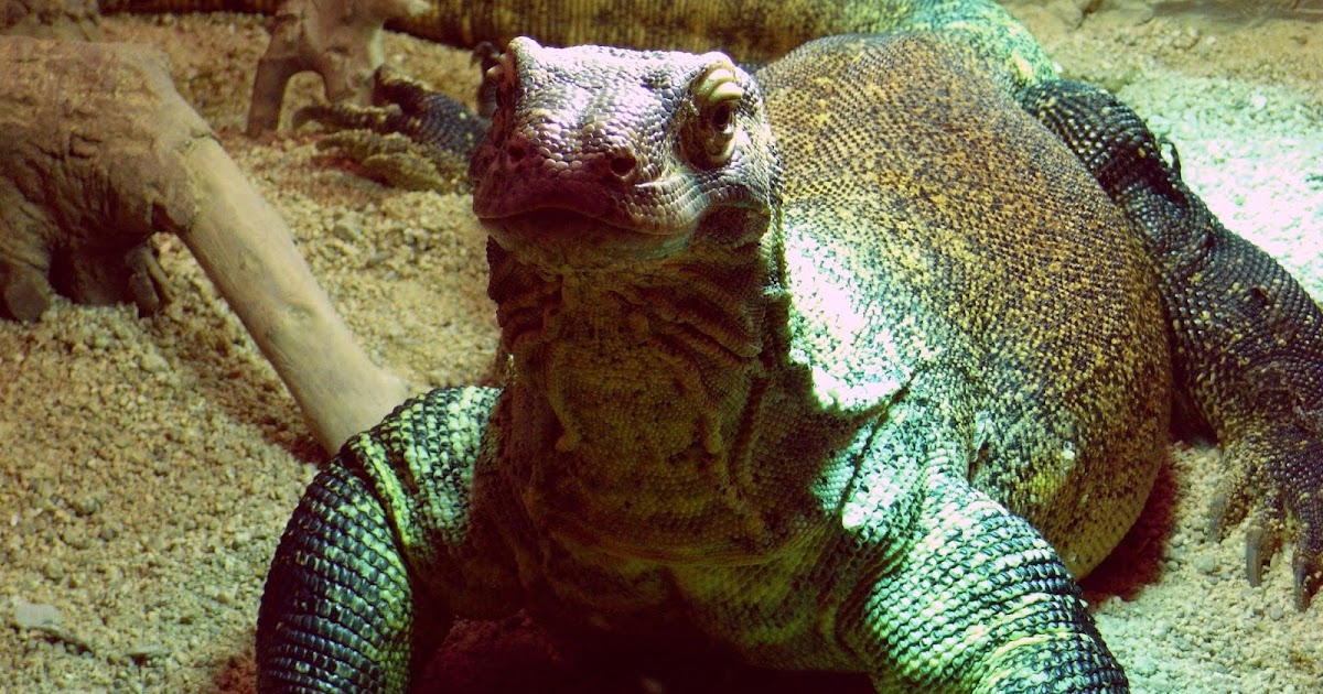 Professor P.Brain's blog: Virgin Birth: What Can We Learn From Dragons?