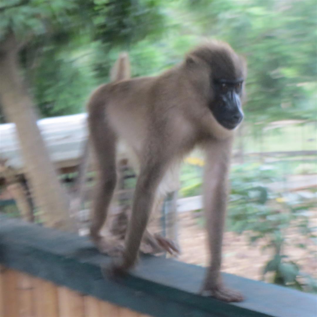 Bill's Excellent Adventures: Cameroon