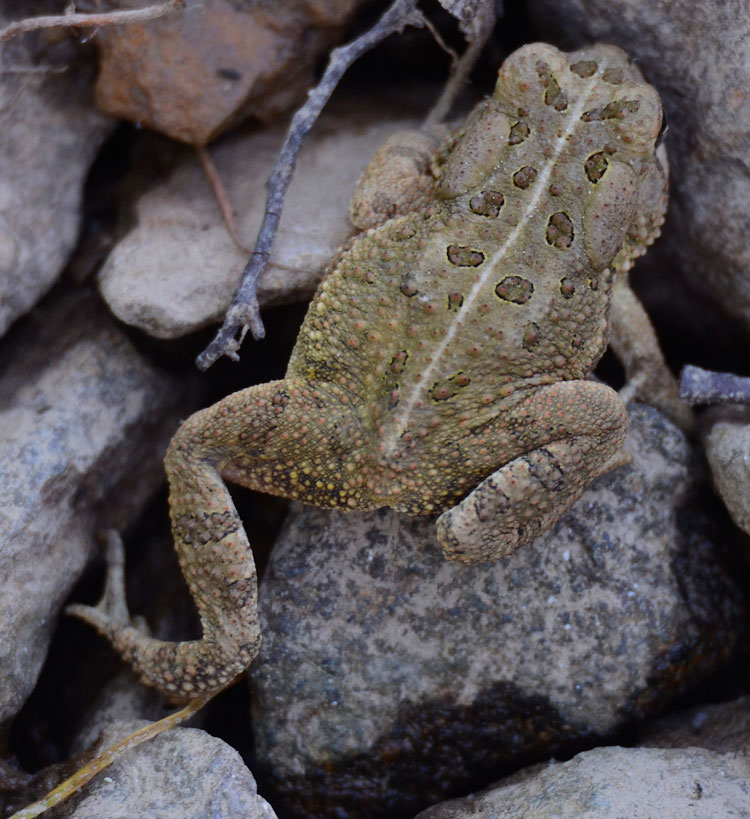 Red and the Peanut: A Fowler's Toad in a clearing along the Little ...