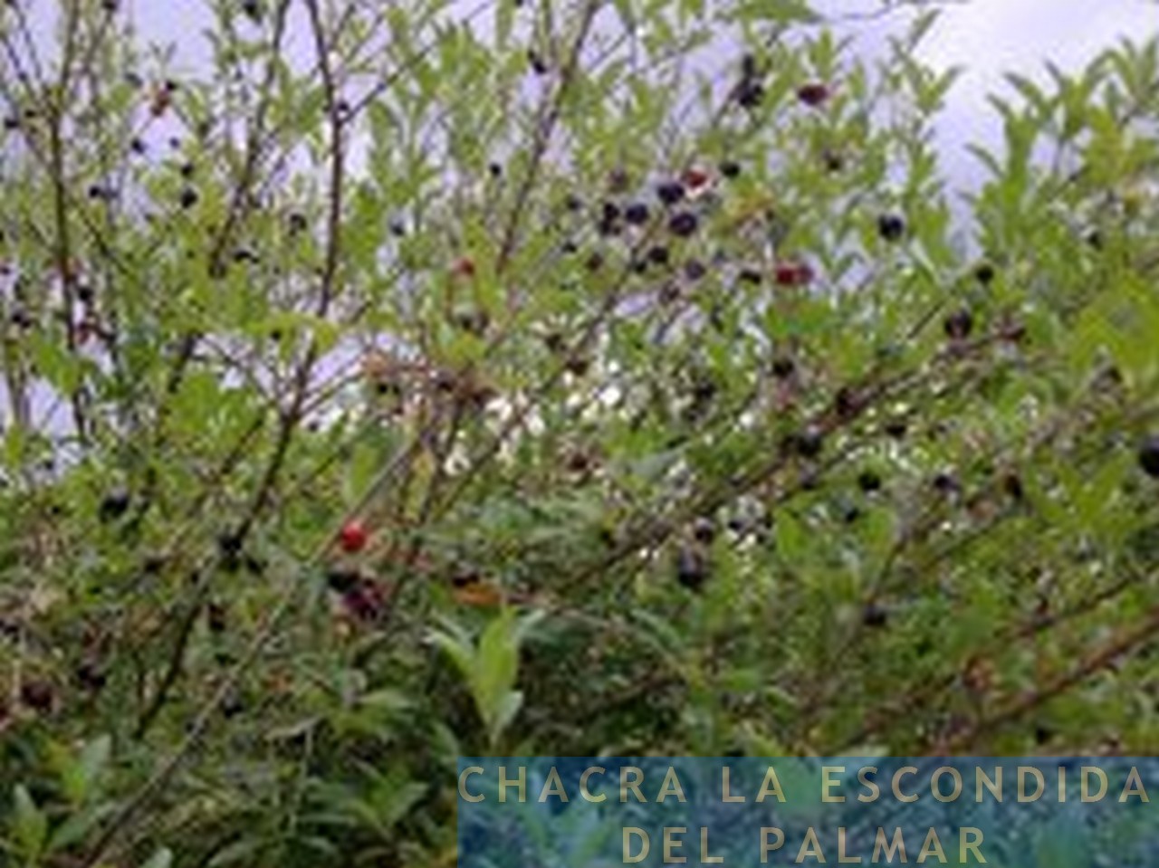 Chacra La Escondida del Palmar: 2011
