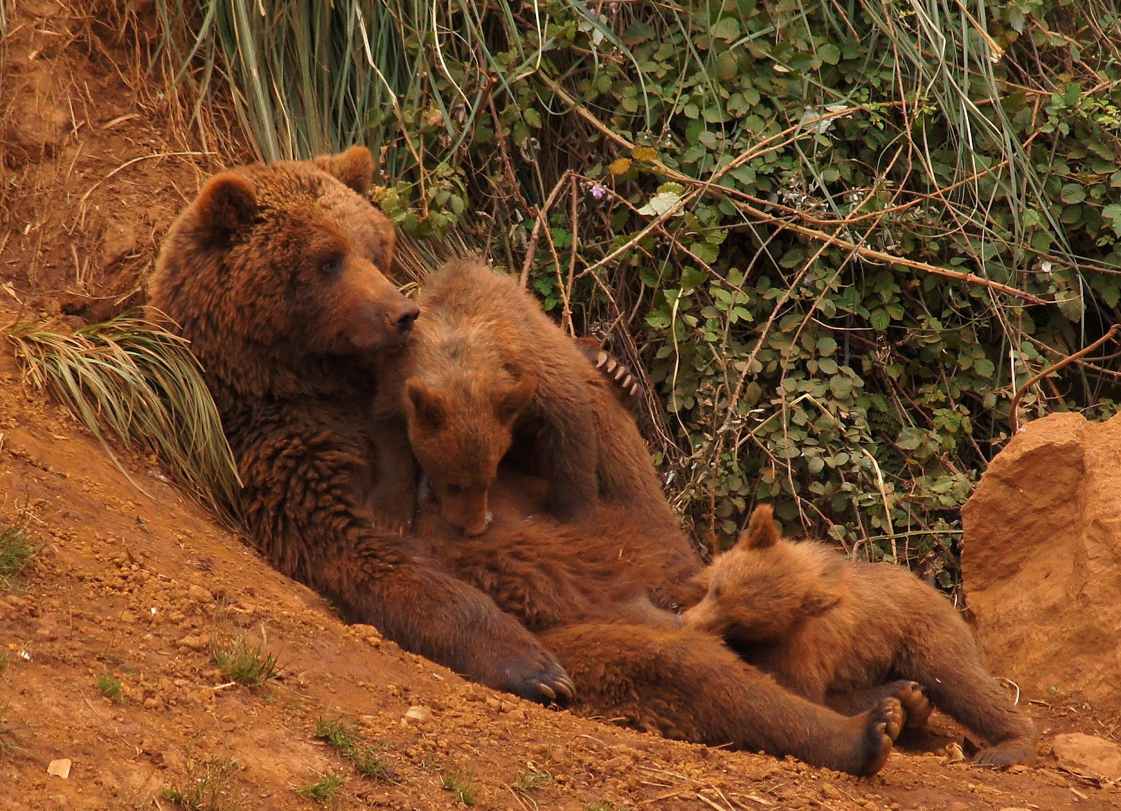 NO SIN MIS PRISMÁTICOS: OSOS PARDOS EN CABÁRCENO