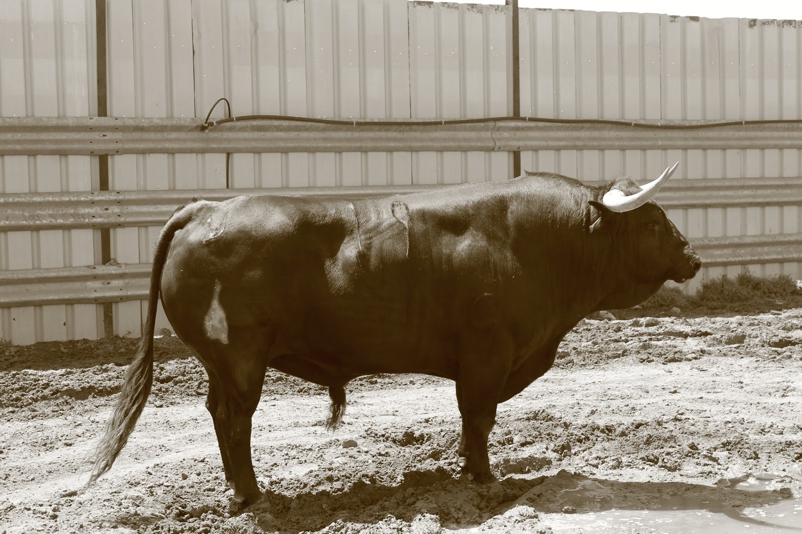El Blog del toro bravo.: Una mañana en Corrals l´Afició.
