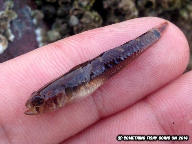 Something Fishy Going On: It takes two to tanago.