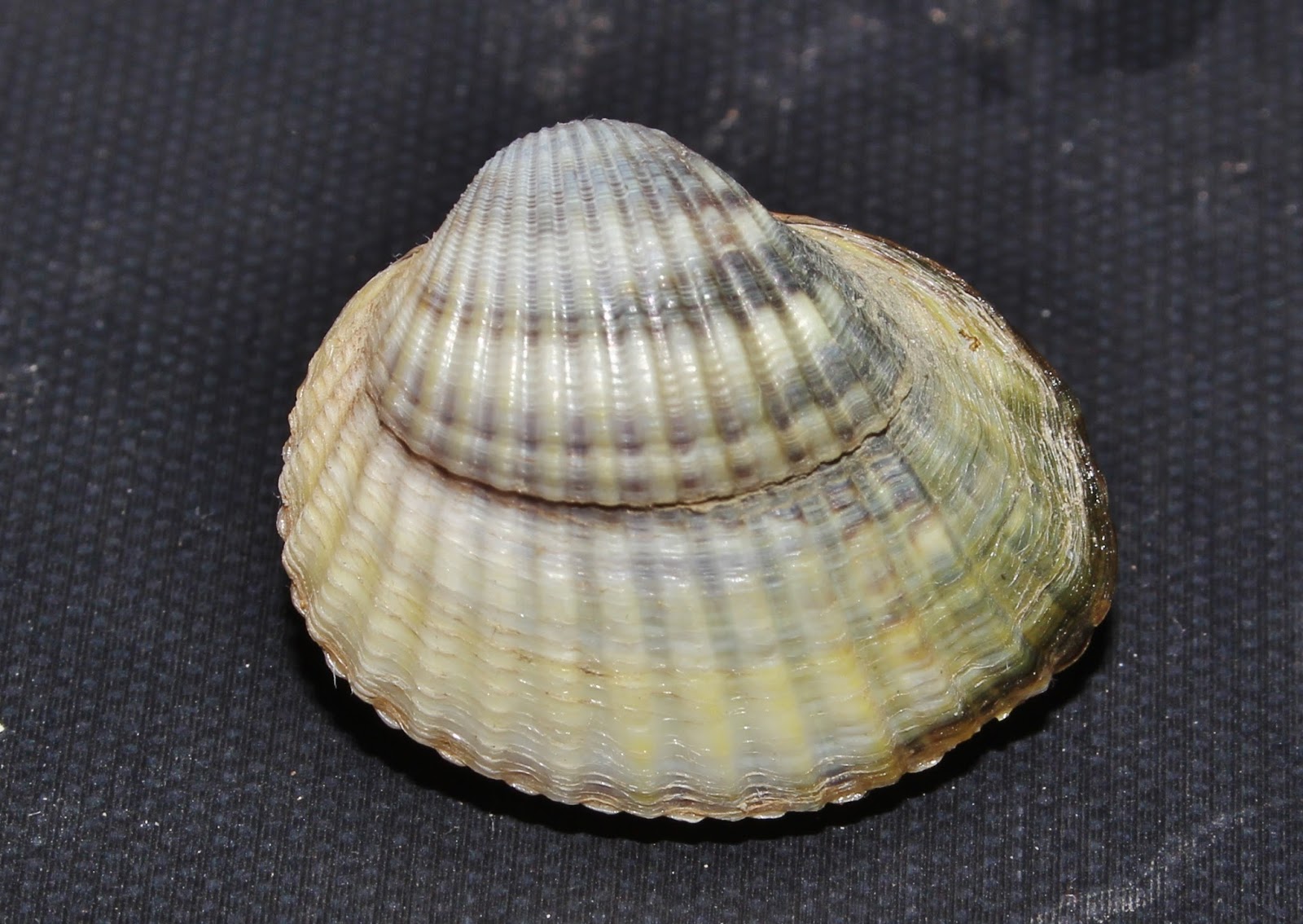 Biodiversity of Cyprus by NGO Protection of the Natural Heritage and ...