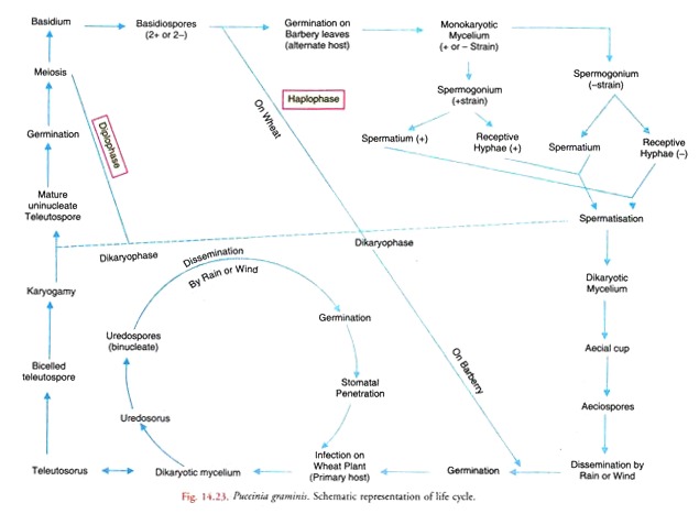 The Life Cycle of Wheat Stem: Life Cycle of Puccinia Graminis