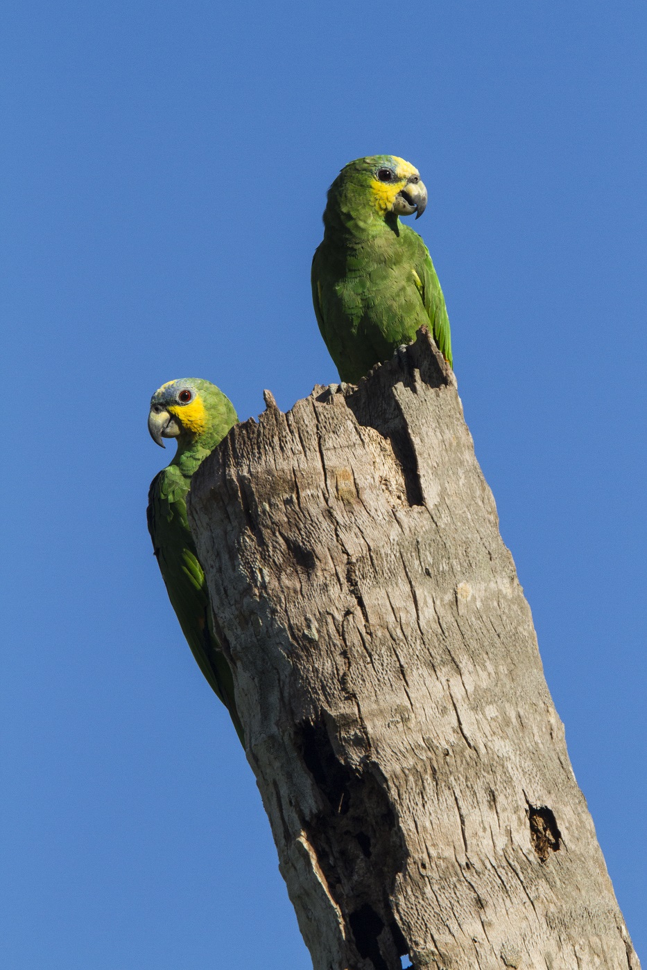 The Parrot and the Parrotlet