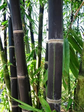PENGAJARAN DARIPADA ALAM: BULUH HITAM