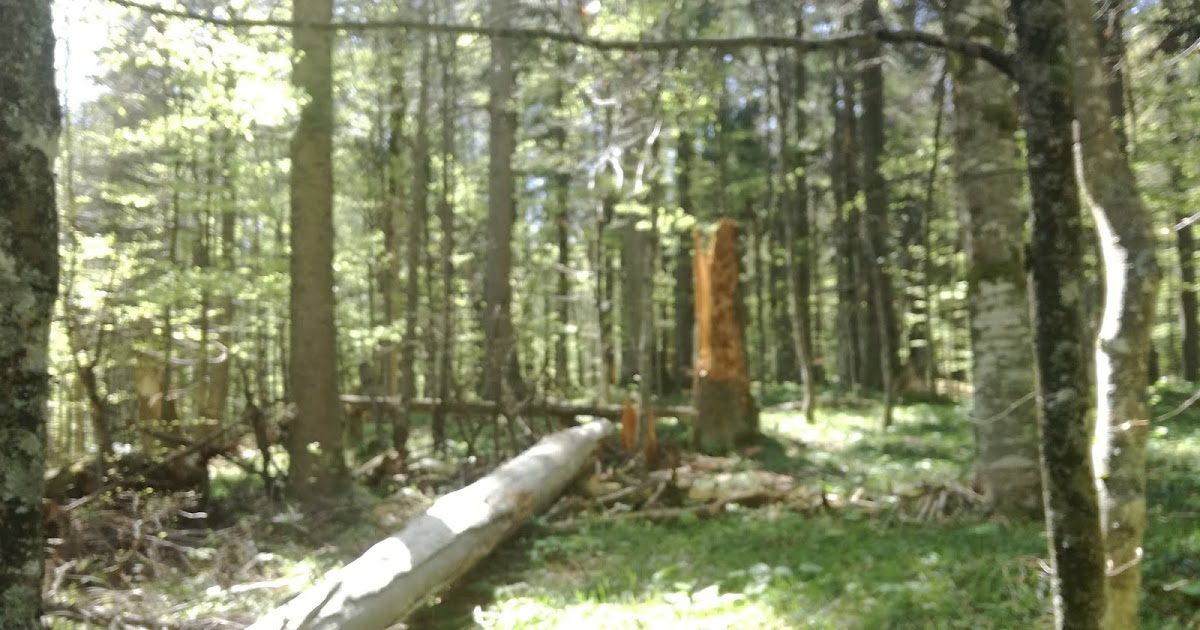 My Forests: "RAVNA VALA" - SARAJEVSKA PRAŠUMA = "RAVNA VALA" SARAJEVO`S ...