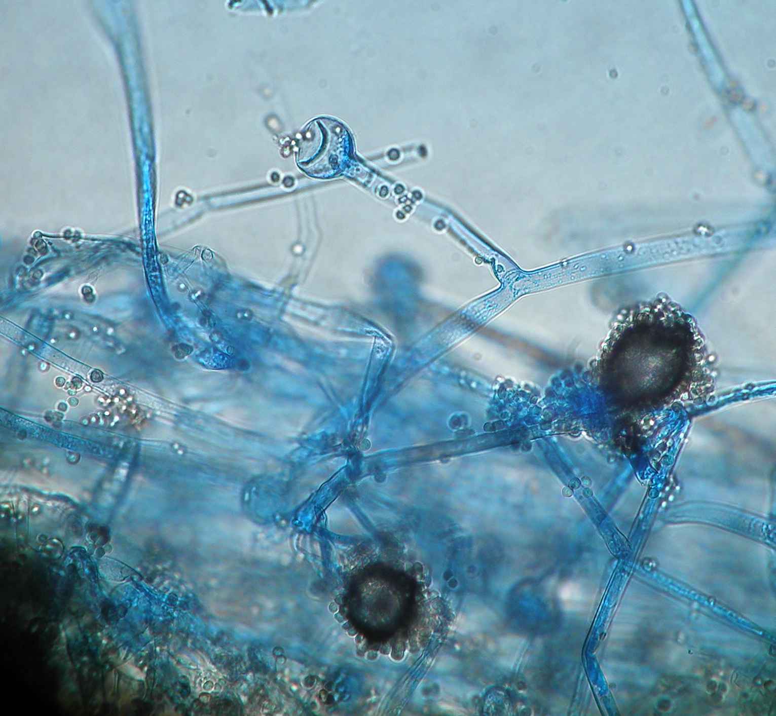 ATLAS MICOLOGIA: SYNCEPHALASTRUM RACEMOSUM