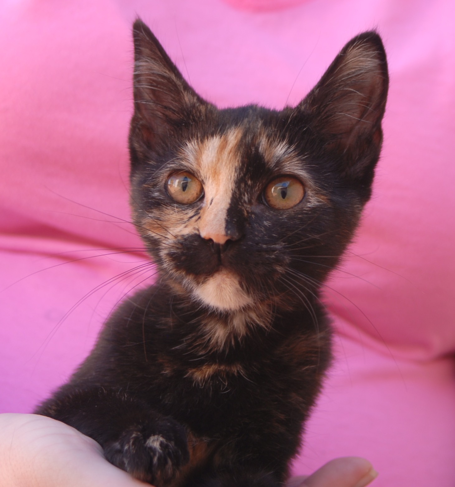 45 rescued kittens ready for adoption today!