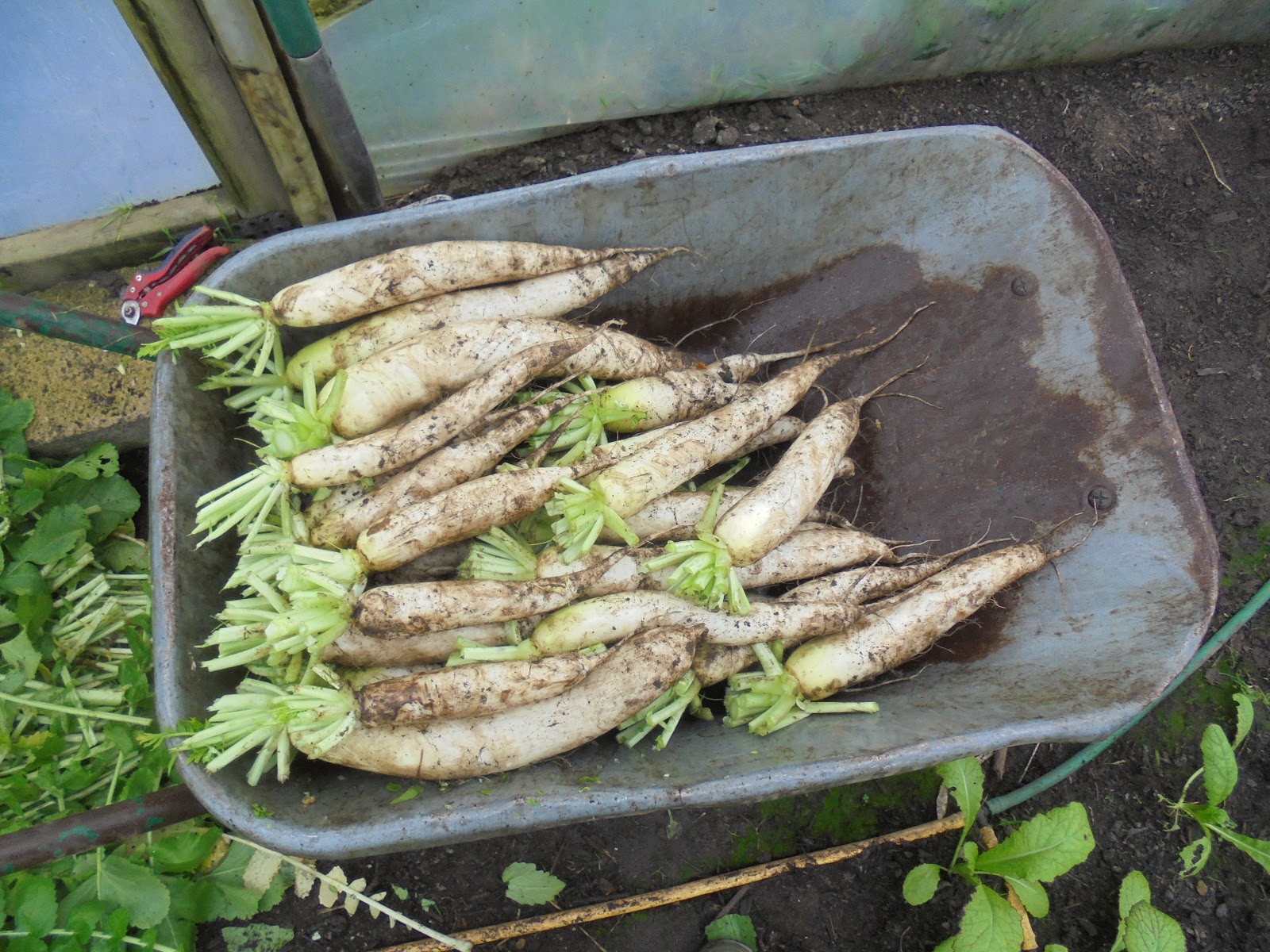 Bosavern Community Farm: Mooli