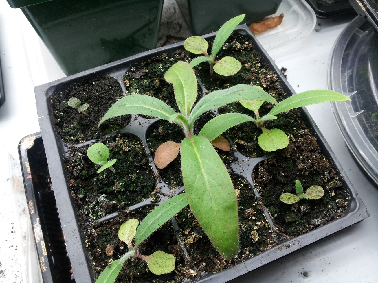 Plant Zone: Pride of Madeira (Echium candicans) Sprouts