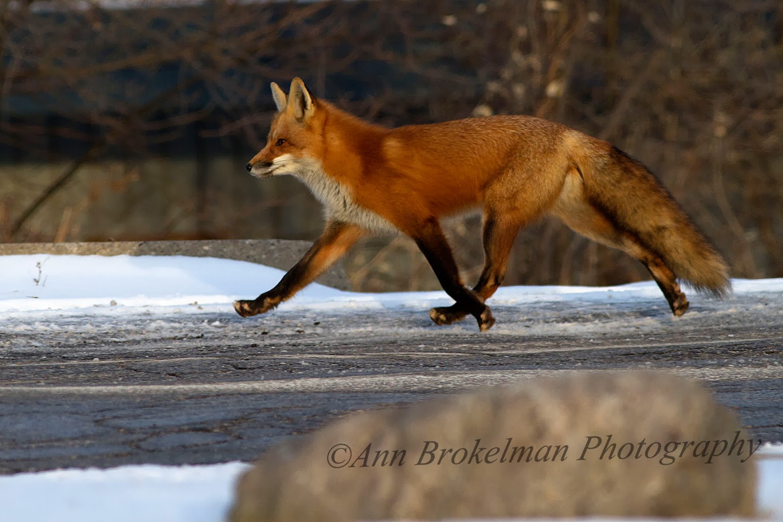 Ann Brokelman Photography: Red Fox - on the prowl Jan 2014