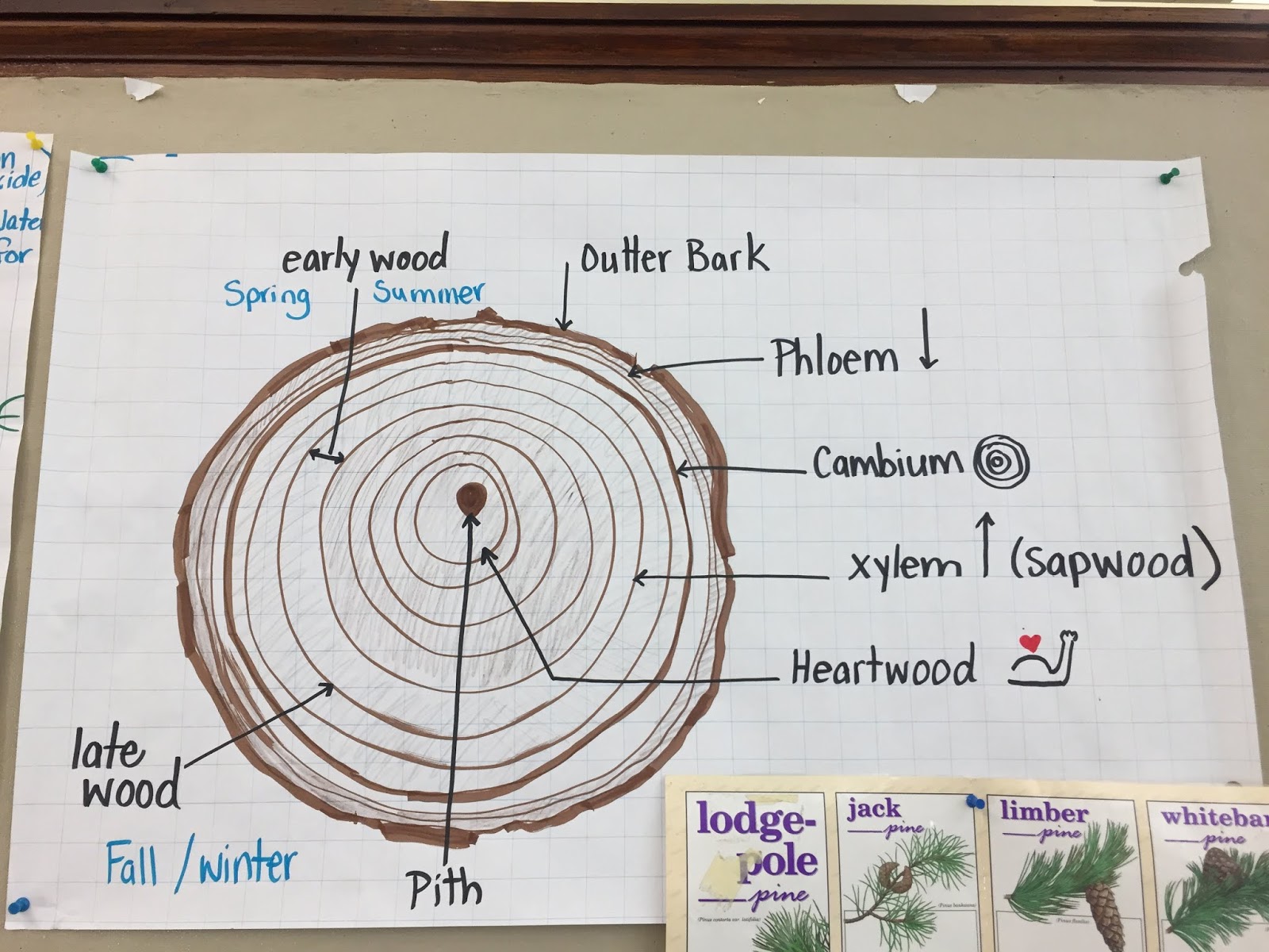 Grade 5/6 Connaught: Science 6