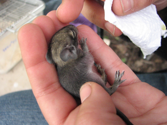 A Degu Field Notebook: What is stress and how does it help us?