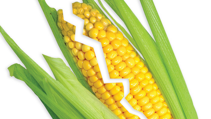 Potential of Corn for Biofuel Production - Sustainable and Renewable Energy