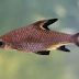 Mengenal Ikan Balasak (Terancam Punah)