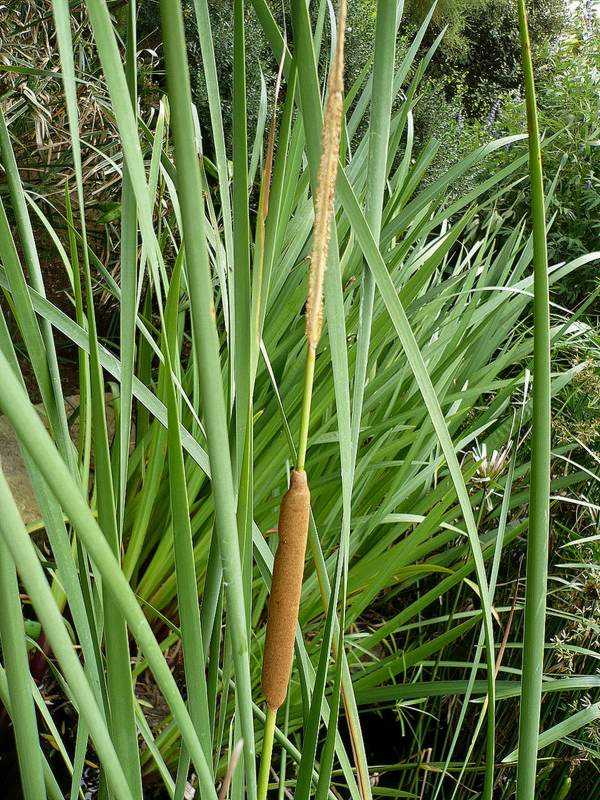 TALLER D'OCUPACIÓ CASTELL BARÓ D'HERBÉS: RECOLLIM BOGA PER ENCORDAR CADIRES