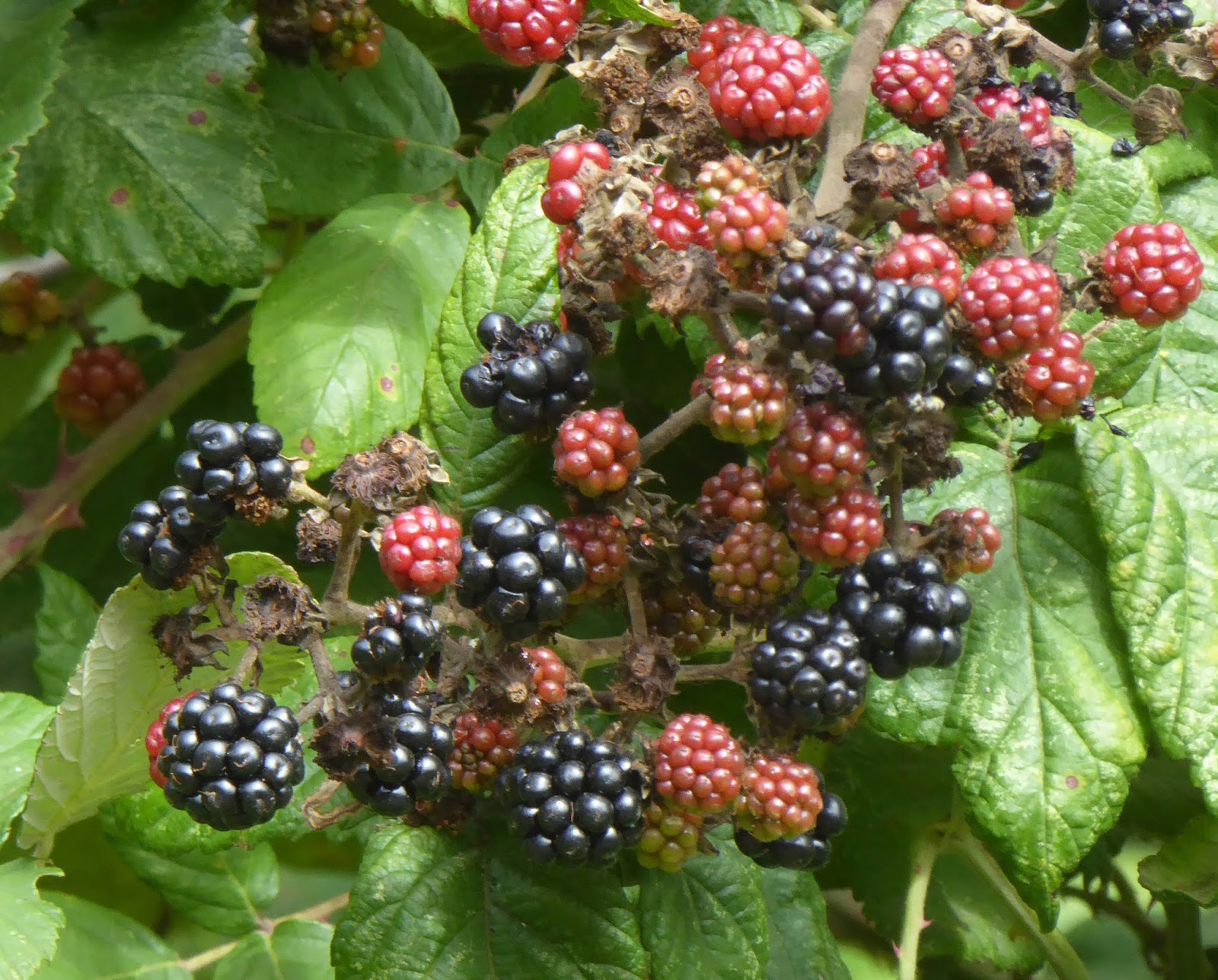 Wild and Wonderful: Bank Holiday: Blackberries and a Holly Blue