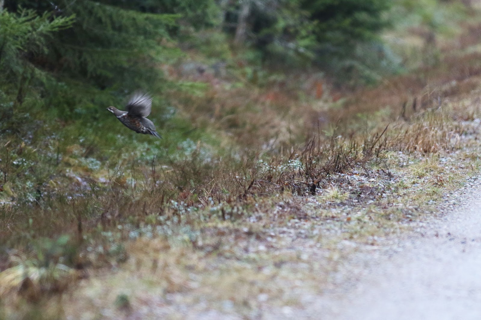 Daniel´s birdblog: 2019