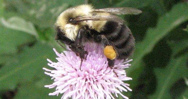 BeautifulNativePlants: Bumble Bees: Panda Bears of the Insect World